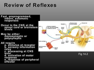Chapter14 peripheralns marieb | PPT