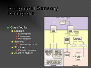 Chapter14 peripheralns marieb | PPT