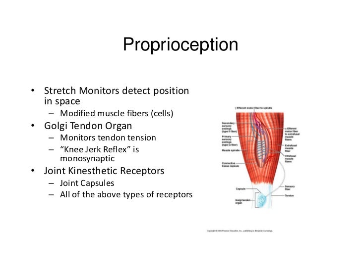 Interoceptors Function