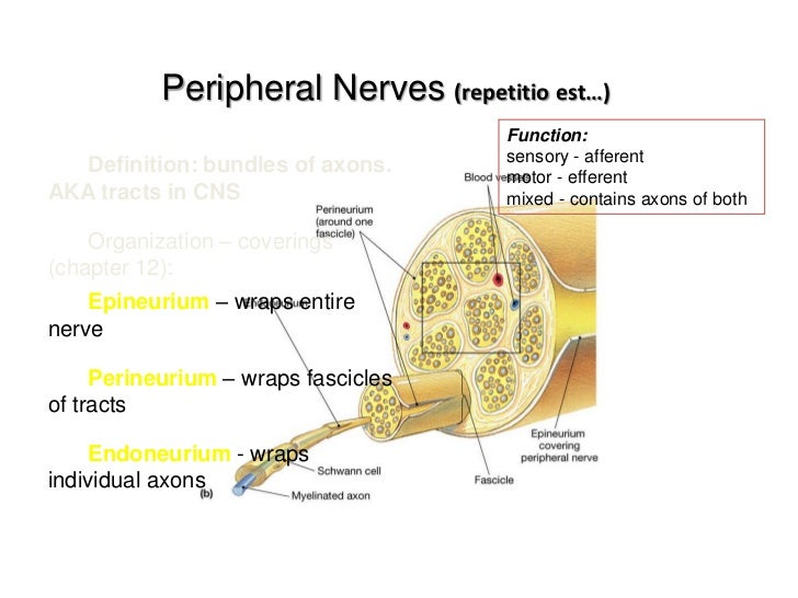 Chapter14 peripheralns marieb