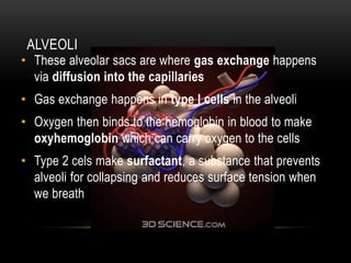 Chapter 14 Study Guide(1).ppt