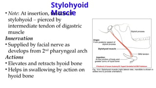 Chapter 14 Submandibular Region New.pptx