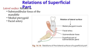 Chapter 14 Submandibular Region New.pptx