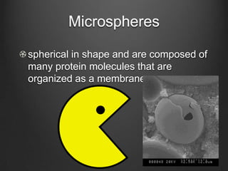 Holt Modern Biology Chapter 14 Vocabulary--History of Life | PPTX