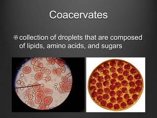 Holt Modern Biology Chapter 14 Vocabulary--History of Life | PPTX