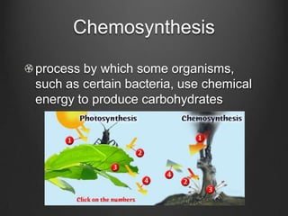 Holt Modern Biology Chapter 14 Vocabulary--History of Life | PPTX