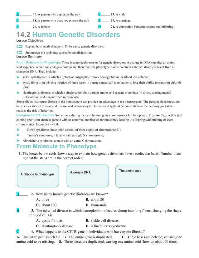 Chapter14worksheets | DOC | Genetics | Science