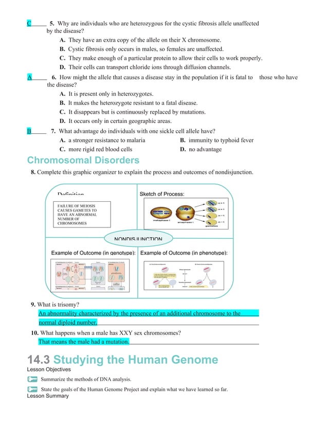 Chapter14worksheets | DOC | Genetics | Science