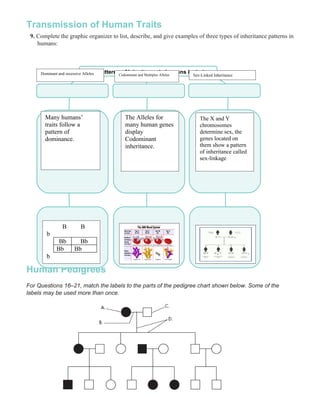 Human Genetic Traits Worksheet