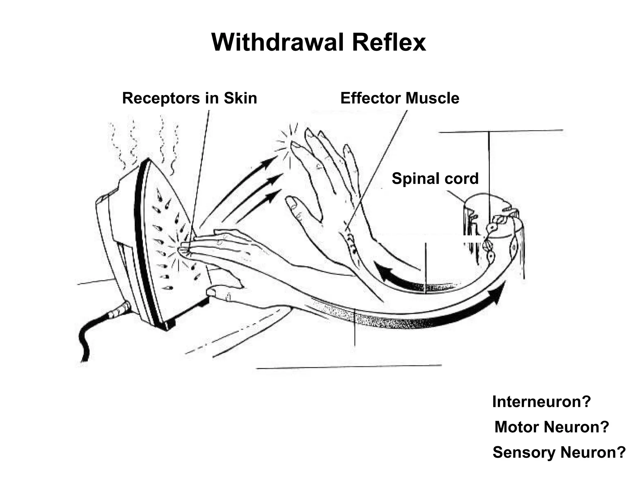 Chapter 15. regulatory mechanisms in animals | PPT | Thyroid Disorders ...