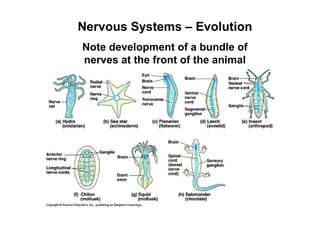 Chapter 15. regulatory mechanisms in animals | PPT | Thyroid Disorders ...