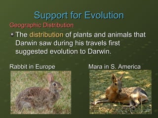 Chapter 15.2 evidence of evolution | PPT