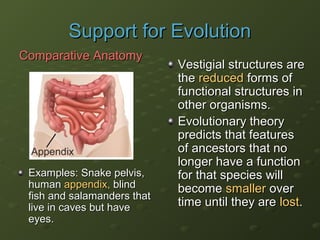 Chapter 15.2 evidence of evolution | PPT