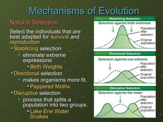 Chapter 15.3 shaping evolutionary theory | PPT