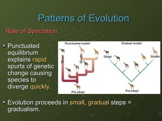 Chapter 15.3 shaping evolutionary theory | PPT