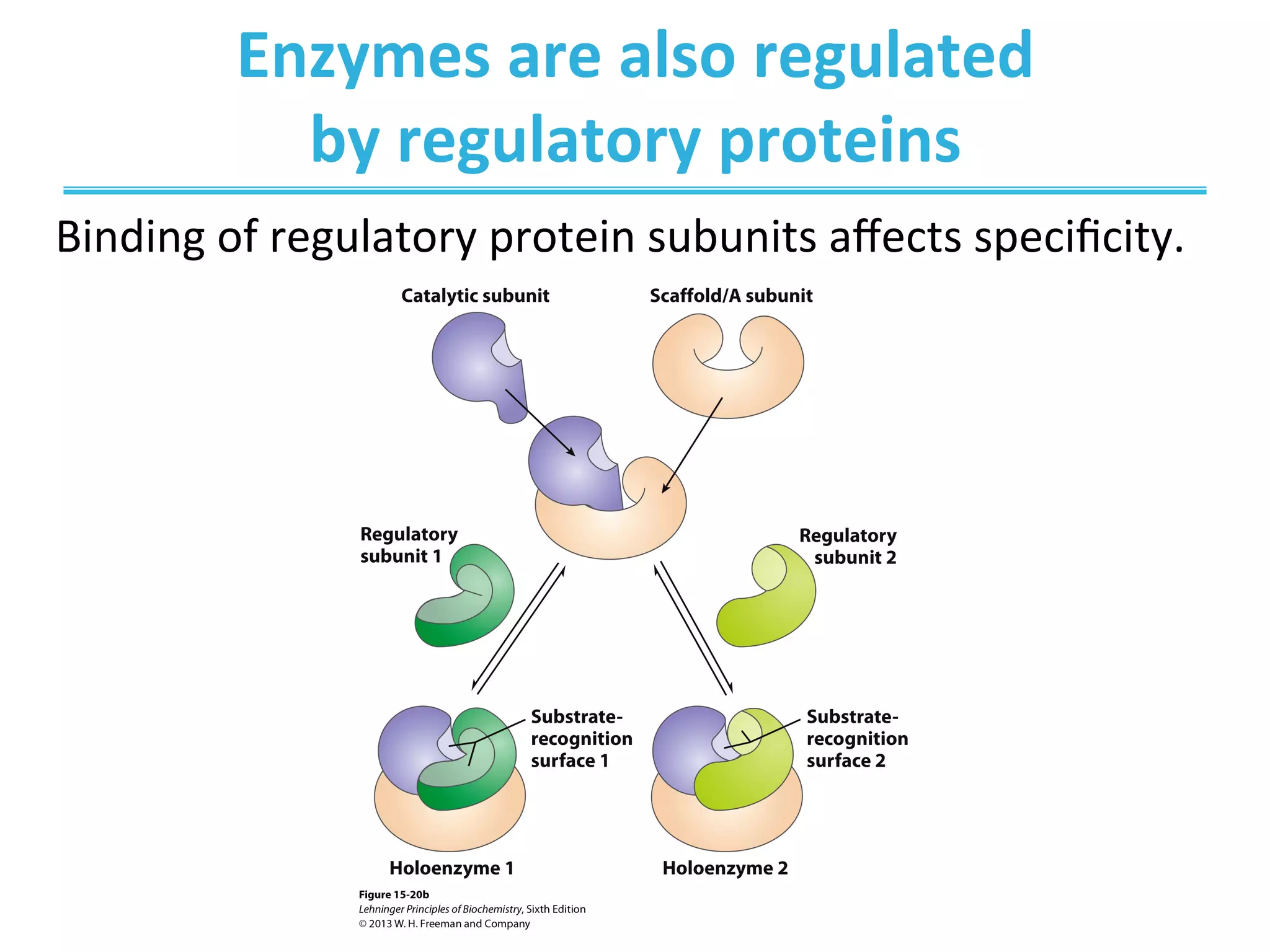 Chapter 15 - principle of metabolic regulation - Biochemistry | PDF