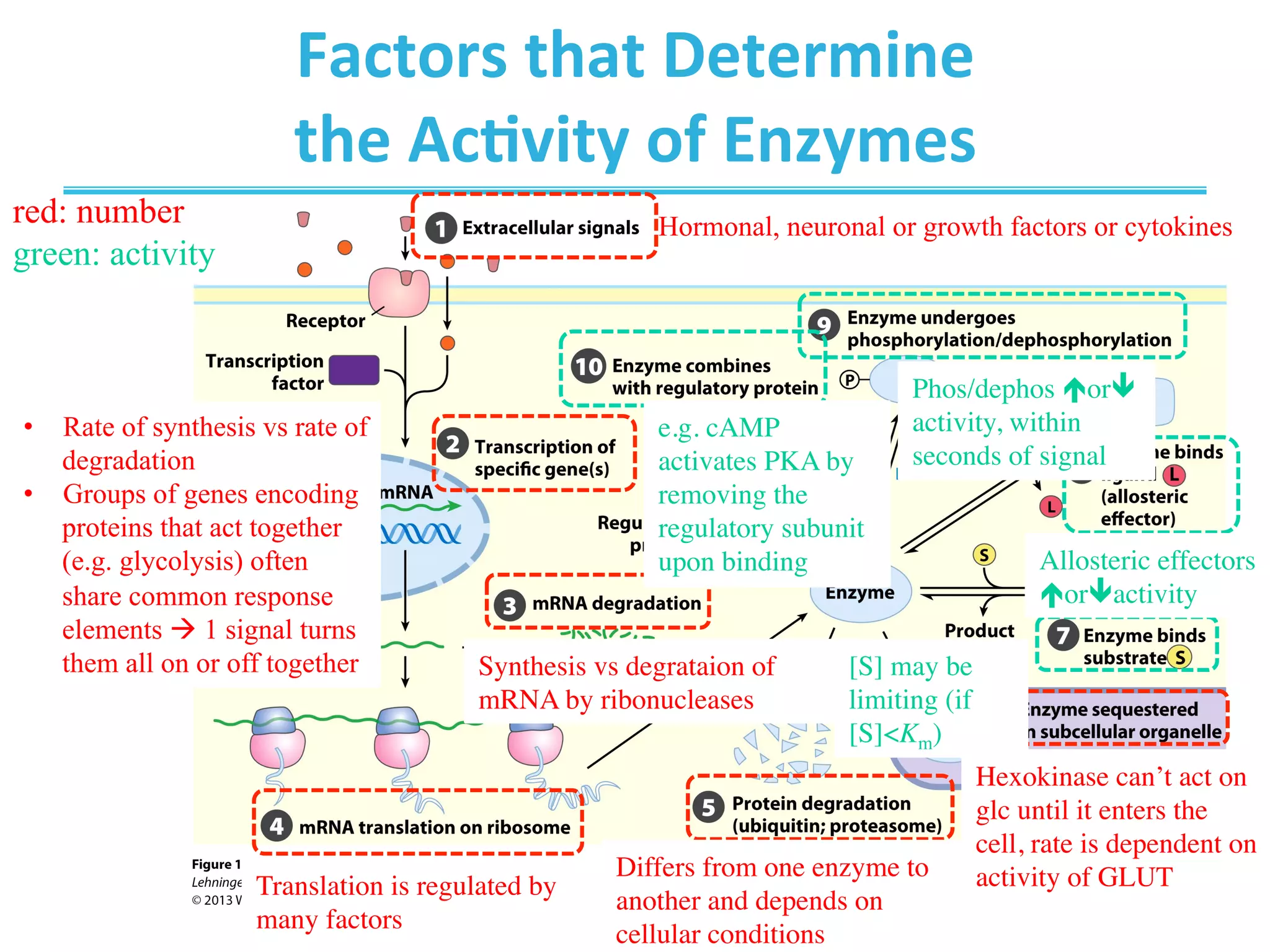 Chapter 15 - principle of metabolic regulation - Biochemistry | PDF