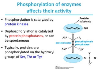 Chapter 15 - principle of metabolic regulation - Biochemistry | PDF