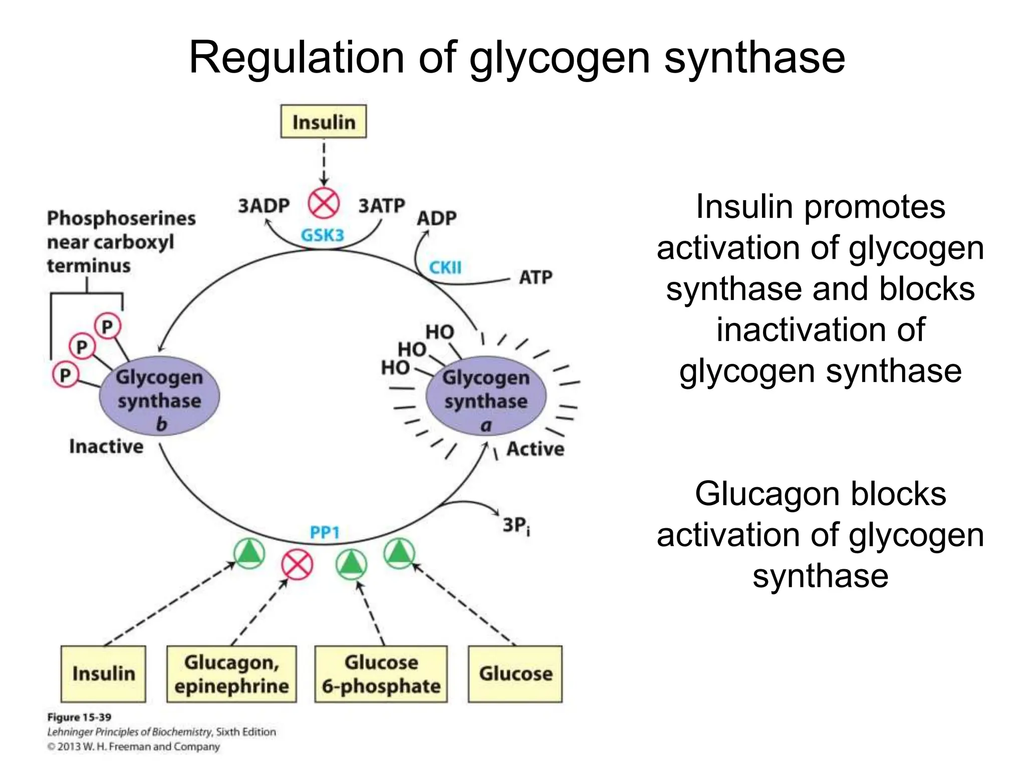 Biochemistry Chapter 15 Principle of metabolic regulation.ppt