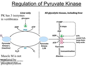 Biochemistry Chapter 15 Principle of metabolic regulation.ppt