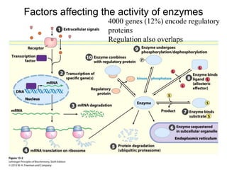 Biochemistry Chapter 15 Principle of metabolic regulation.ppt