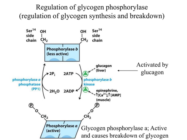 Biochemistry Chapter 15 Principle Of Metabolic Regulation Ppt