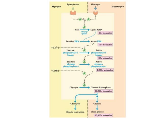 Biochemistry Chapter 15 Principle of metabolic regulation.ppt ...