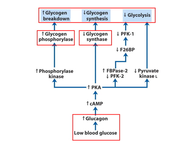 Biochemistry Chapter 15 Principle of metabolic regulation.ppt ...