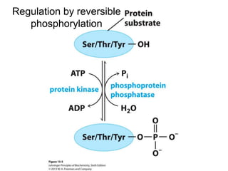 Biochemistry Chapter 15 Principle of metabolic regulation.ppt