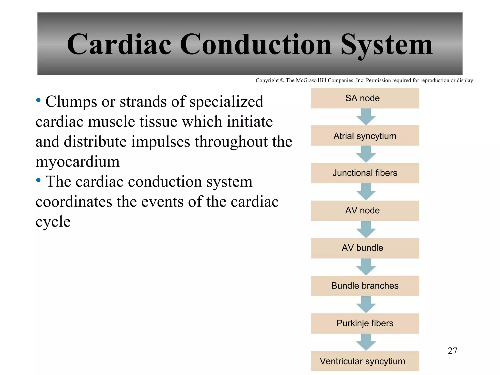 Chapter 15 Cardiovascular System | PPT