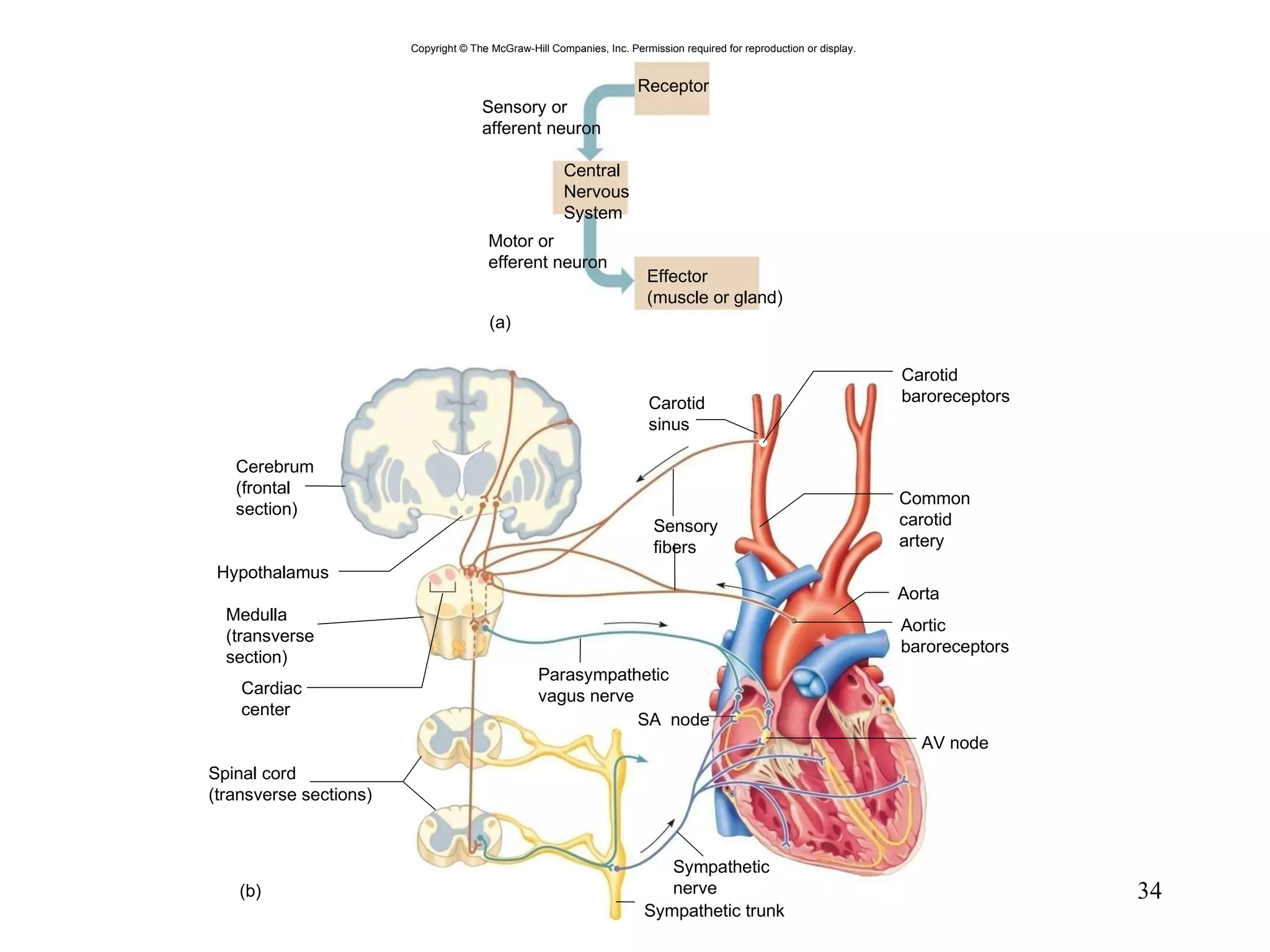 Chapter 15 Cardiovascular System | PPT