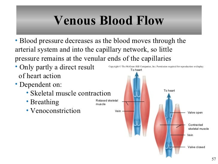 Chapter 15 Cardiovascular System