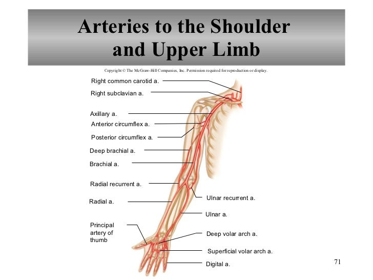 Chapter 15 Cardiovascular System