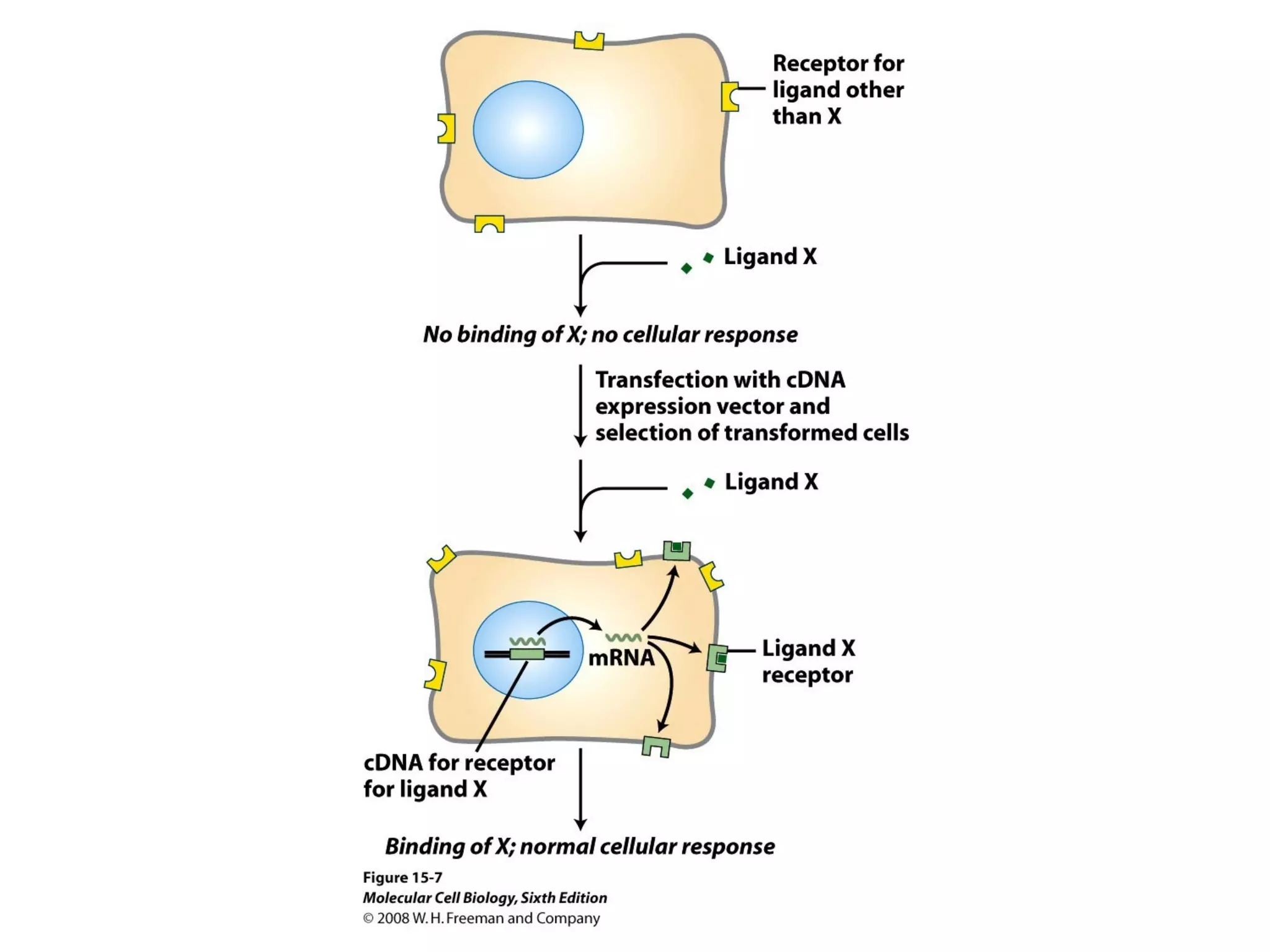 Molecular Cell Biology Lodish 6th.ppt - Chapter 15 cell signaling i ...