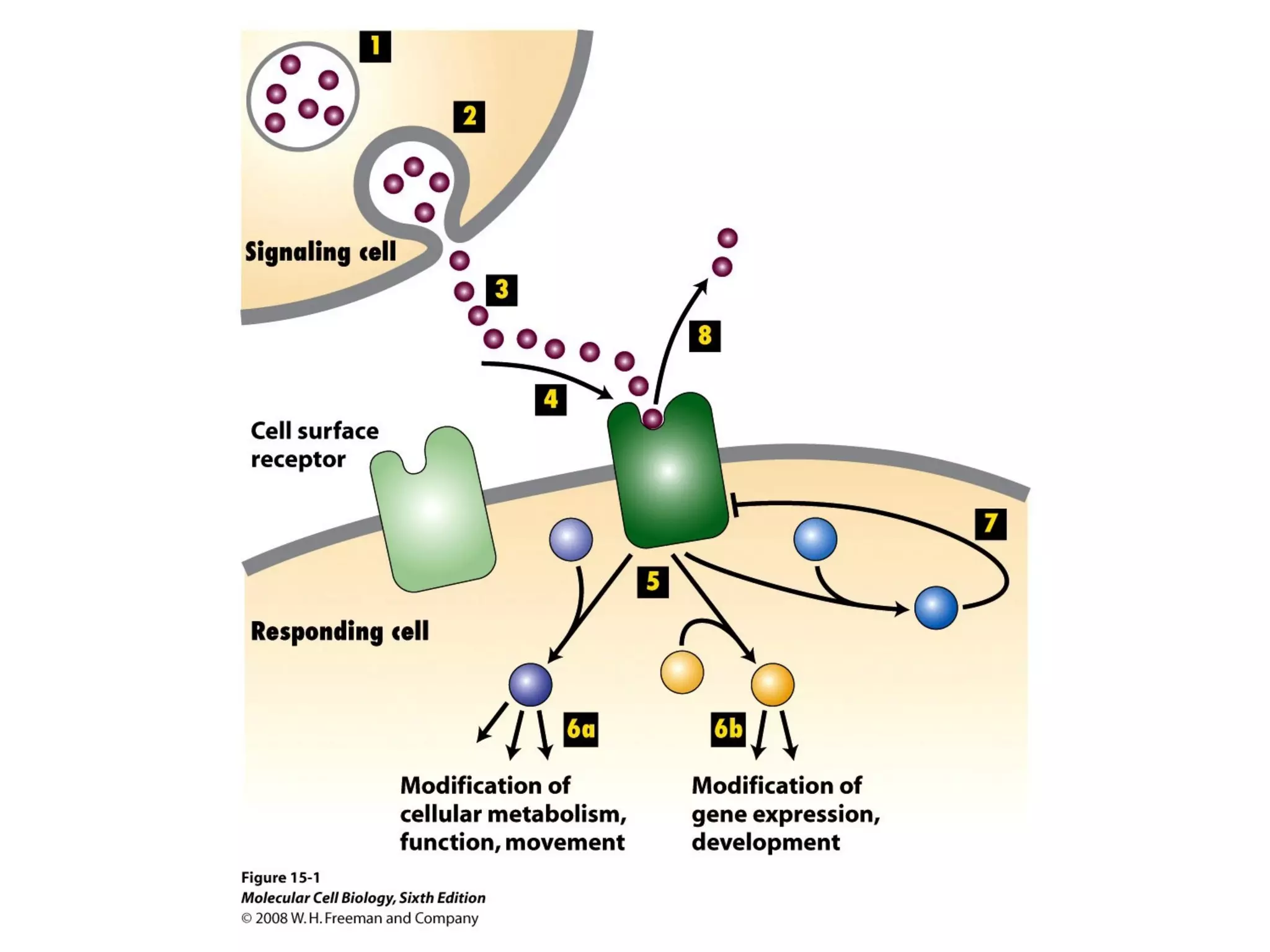 Molecular Cell Biology Lodish 6th.ppt - Chapter 15 cell signaling i ...