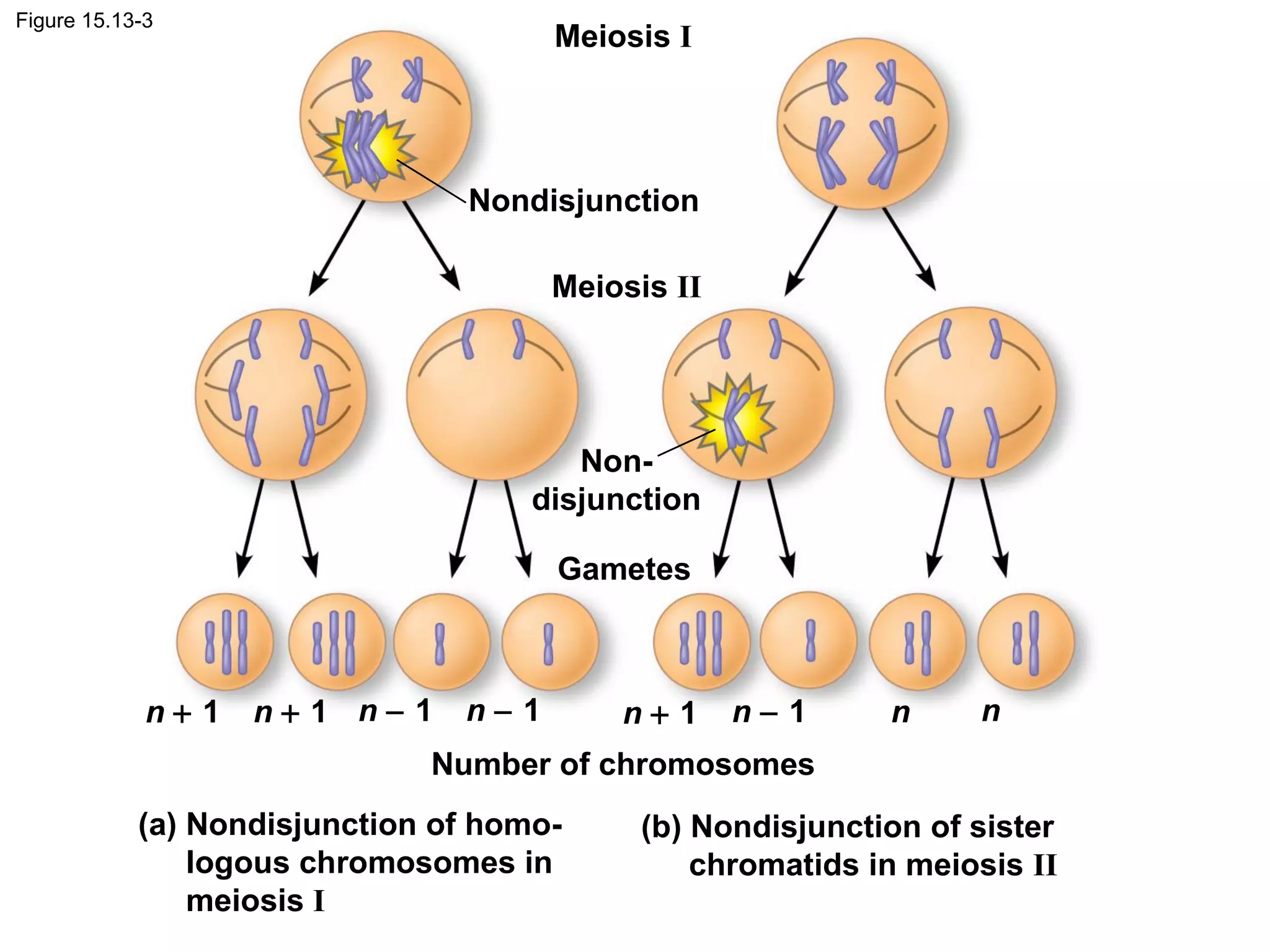 Chapter 15: Chromosomal Basis of Inheritance | PPT