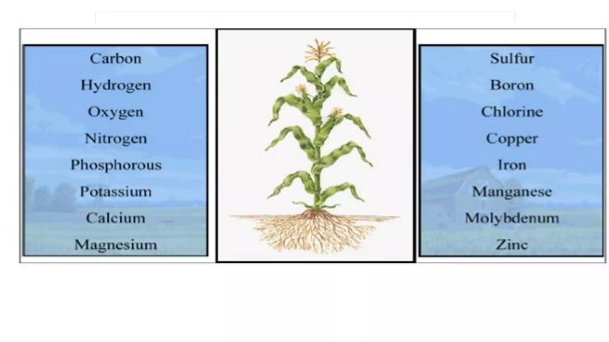 Chapter - 15, Improvement in Food Resources, Science, Class 9 | PDF