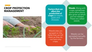 Chapter - 15, Improvement in Food Resources, Science, Class 9 | PDF