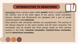 Chapter 15-NEMATODES(SHAYNE SUNICO).pptx