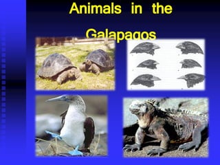 Chapter 15-Notes evolution of organisms ppt | PDF