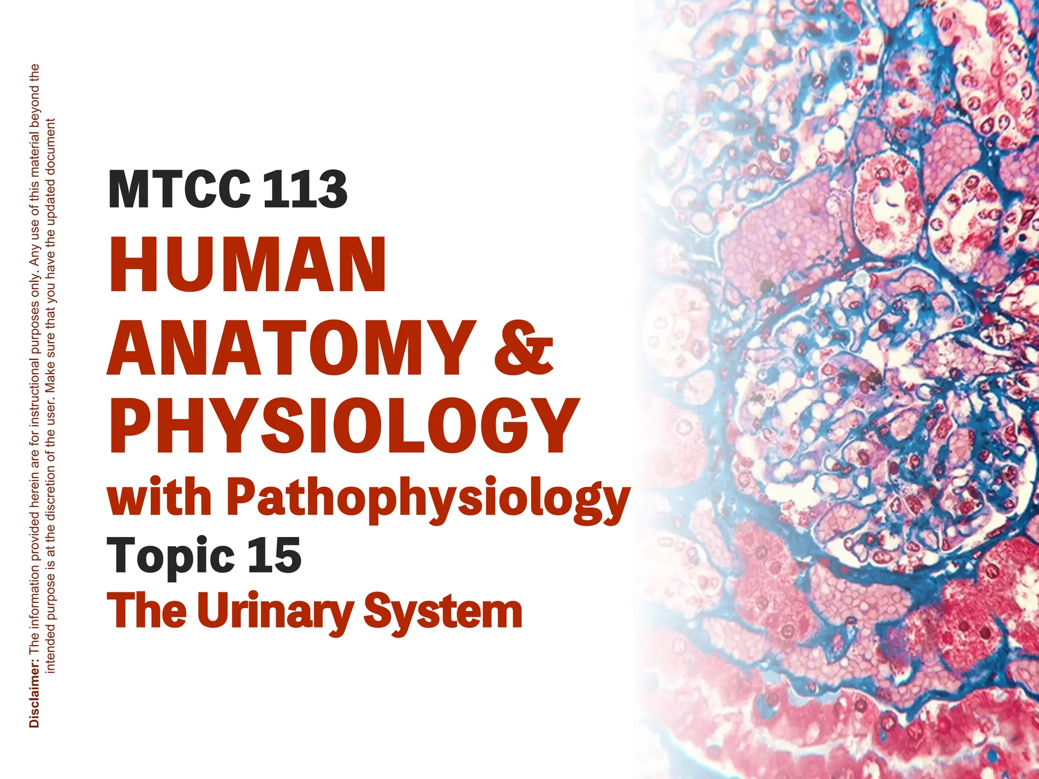 URINARY SYSTEM PPT IN ANATOMY AND PHYSIOLOGY | PDF