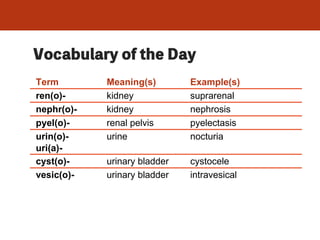 URINARY SYSTEM PPT IN ANATOMY AND PHYSIOLOGY | PDF