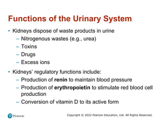 URINARY SYSTEM PPT IN ANATOMY AND PHYSIOLOGY | PDF