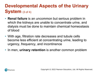 URINARY SYSTEM PPT IN ANATOMY AND PHYSIOLOGY | PDF