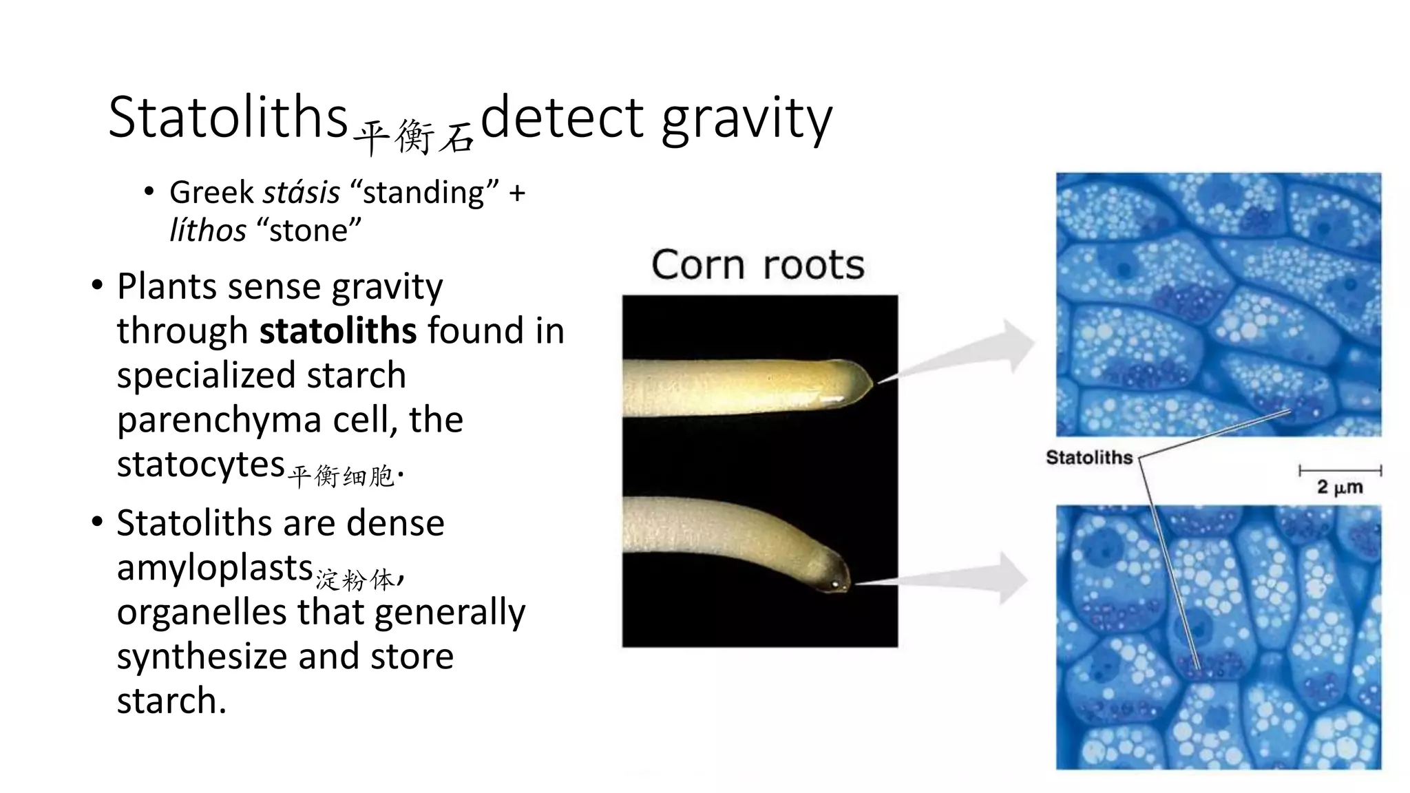 独中高中生物 Chapter 15 Part 2 Movement of Plants | PPTX