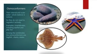 Chapter 15 (2nd year) Biology | PPTX