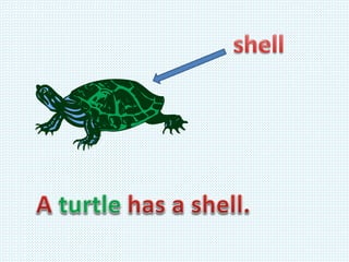 Chapter 15 – A Little Turtle.ppt hhauhhhgg | PPT