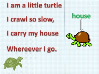 Chapter 15 – A Little Turtle.ppt hhauhhhgg | PPT