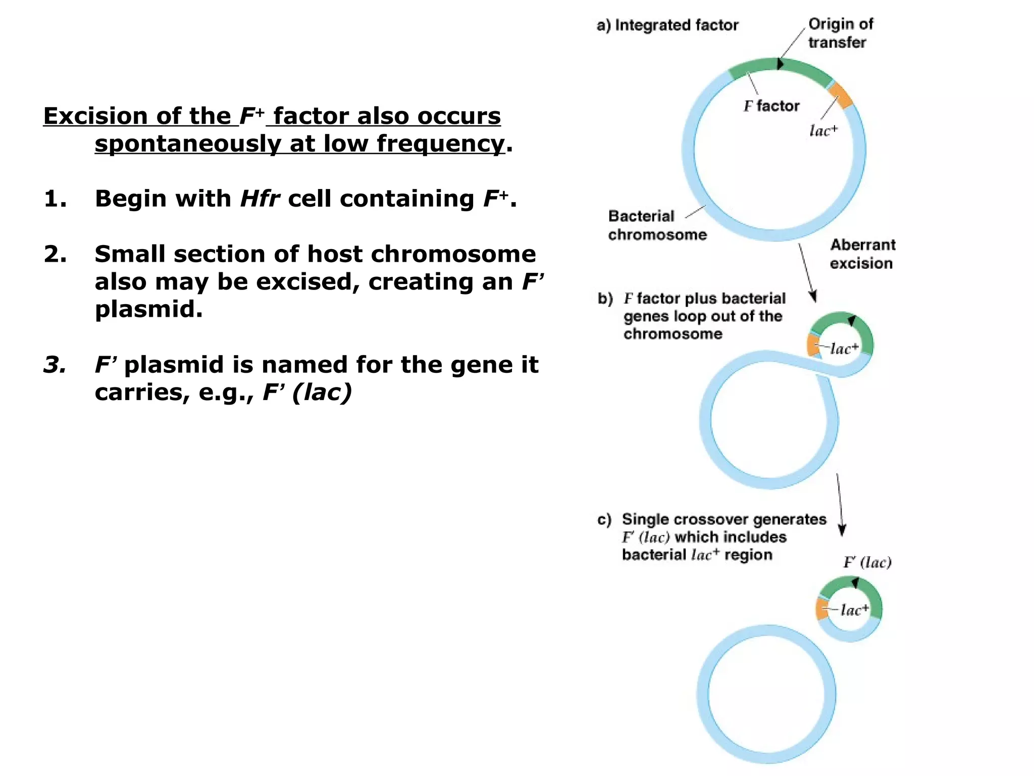 Chapter 15 bacterial gene | PPT