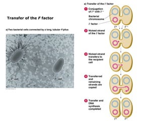 Chapter 15 bacterial gene | PPT | Genetics | Science